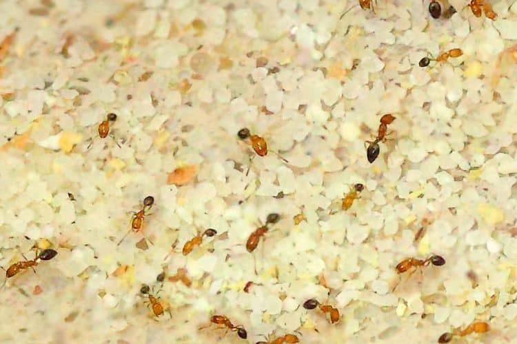 How To Get Rid Of Ants In Your Car - And Stop Them Coming Back!
